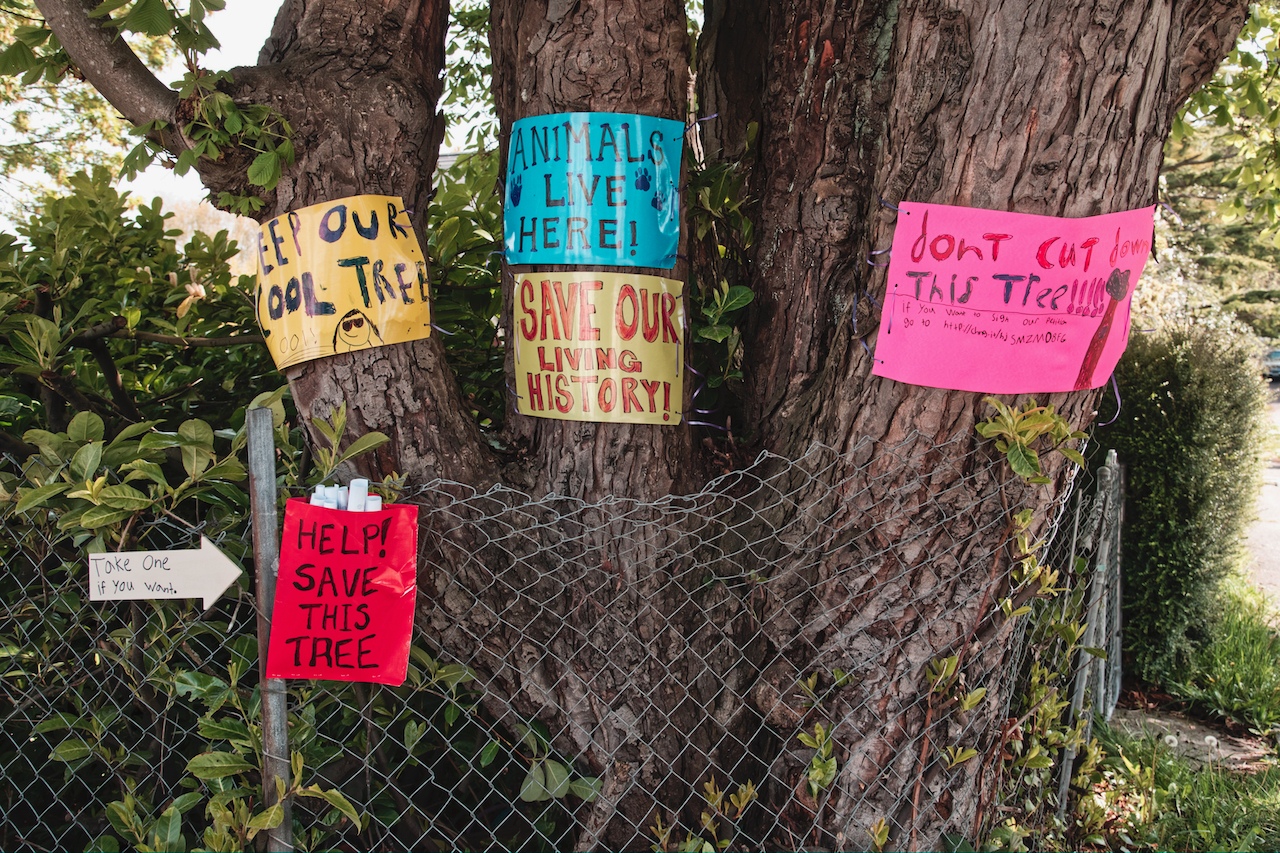 How much is one tree worth? To more than 500 West Seattleites, a lot ...